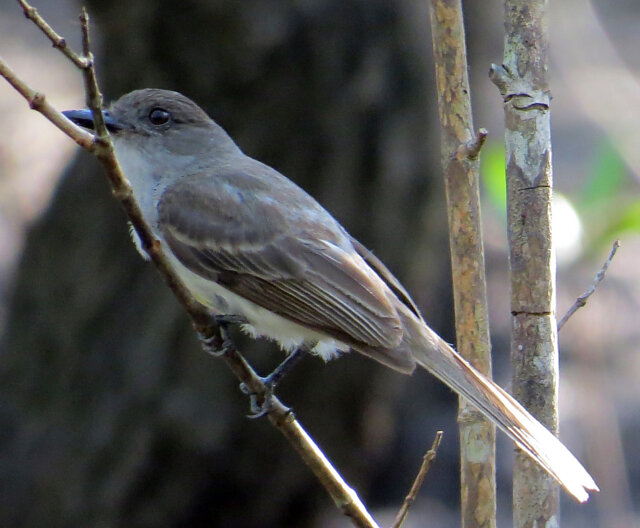 Foto Myiarchus sp. (Myiarchus sp.) Por Joao Forte 2 | Wiki Aves - A ...
