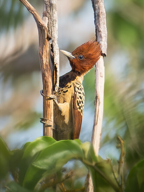 Foto pica-pau-da-taboca (Celeus obrieni) Por Cláudio Dias Timm | Wiki ...