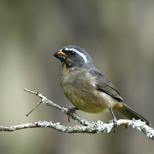 bico-grosso (Saltator maxillosus) | WikiAves - A Enciclopédia das Aves ...