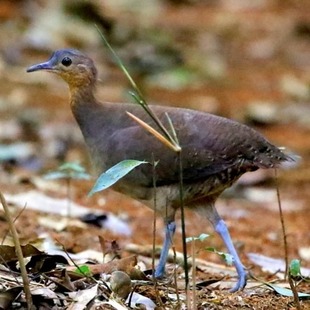 inhambu-relógio (Crypturellus strigulosus) | WikiAves - A Enciclopédia ...