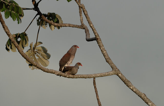 Foto pomba-trocal (Patagioenas speciosa) Por Elvis - Japão | Wiki Aves ...