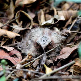 bacurau (Nyctidromus albicollis) | WikiAves - A Enciclopédia das Aves ...