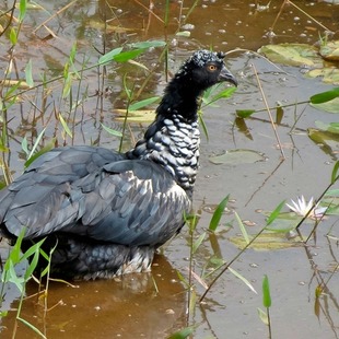 anhuma (Anhima cornuta) | WikiAves - A Enciclopédia das Aves do Brasil