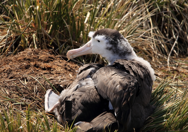 albatroz-gigante (Diomedea exulans) | WikiAves - A Enciclopédia das ...