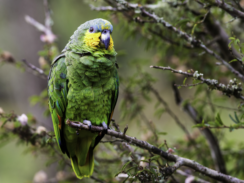 Foto curica (Amazona amazonica) Por Jarbas Mattos | Wiki Aves - A ...