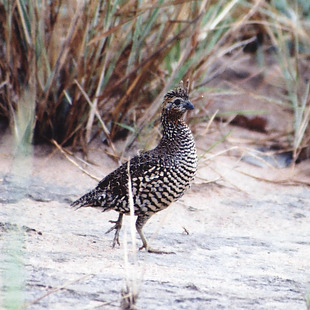 uru-do-campo (Colinus cristatus) | WikiAves - A Enciclopédia das Aves ...