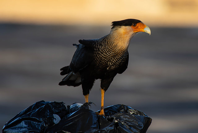 Foto carcará (Caracara plancus) Por Robison Silva (Araújo) | Wiki Aves ...