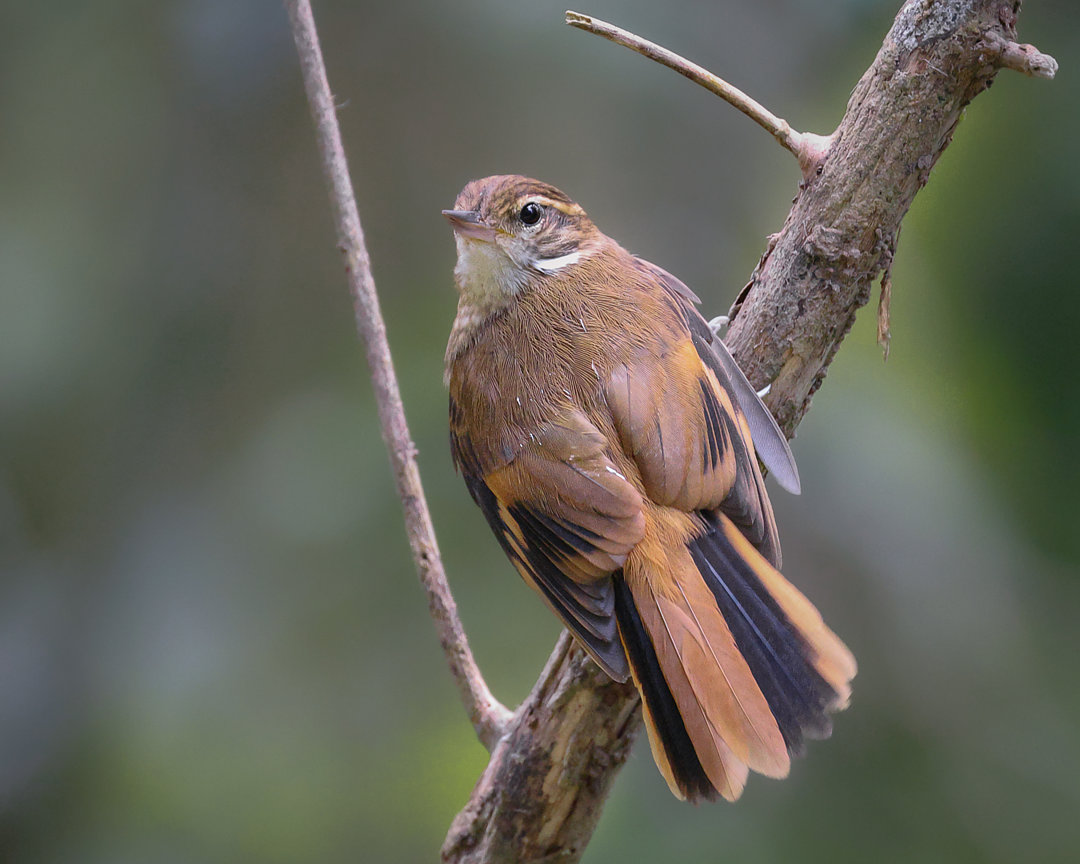 Foto bico-virado-miúdo (Xenops minutus) Por Diomar Mühlmann | Wiki Aves - A Enciclopédia das ...