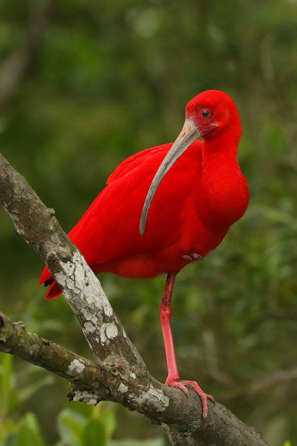 Foto guará (Eudocimus ruber) Por Leonardo Casadei | Wiki Aves - A ...