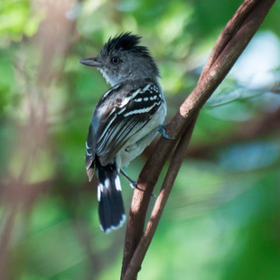 choca-da-bolívia (Thamnophilus sticturus) | WikiAves - A Enciclopédia ...