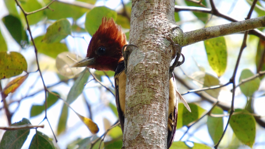 Foto pica-pau-da-taboca (Celeus obrieni) Por Tiago Junqueira | Wiki ...