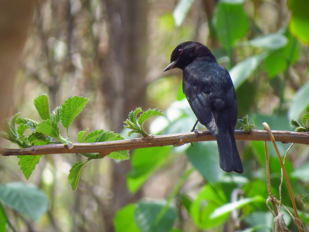 Foto maria-preta-do-nordeste (Knipolegus franciscanus) Por Priscilla ...