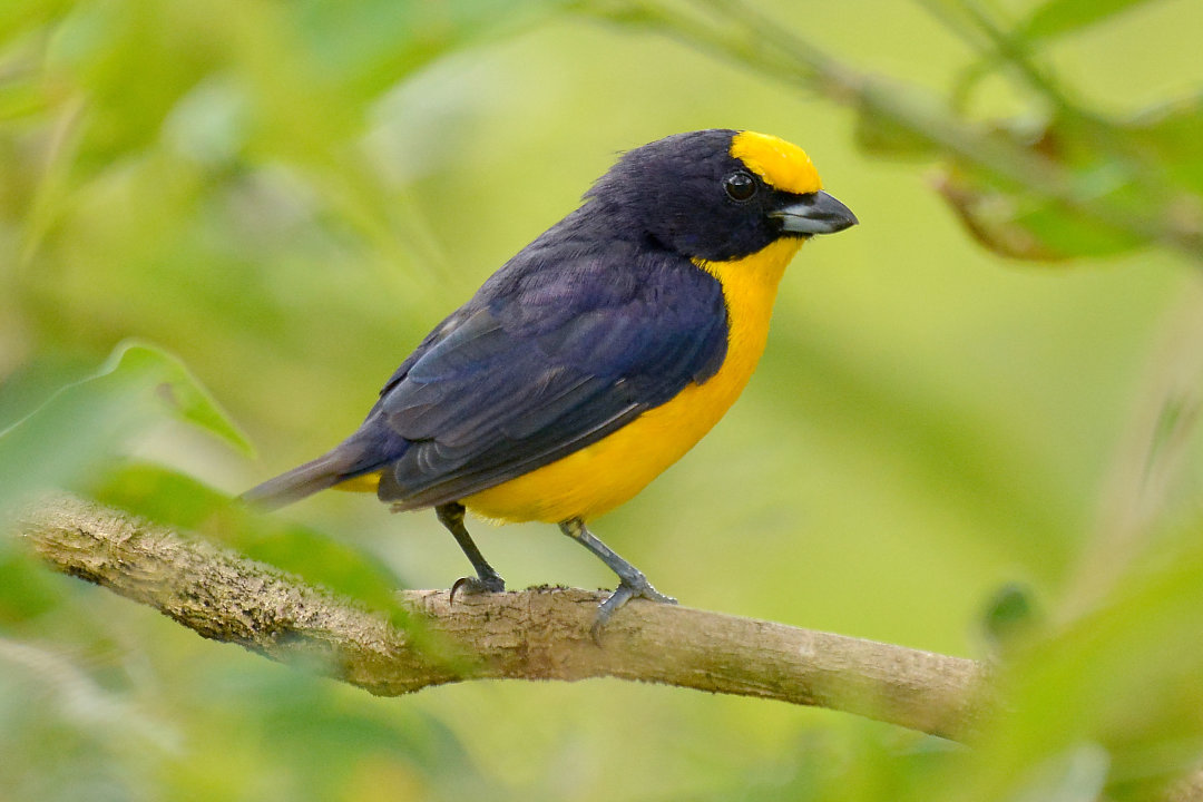 Foto gaturamo-de-bico-grosso (Euphonia laniirostris) Por Robson Czaban ...