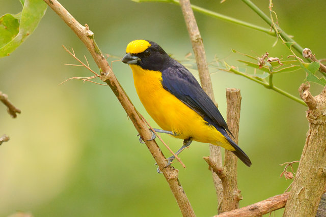 Foto gaturamo-de-bico-grosso (Euphonia laniirostris) Por Robson Czaban ...