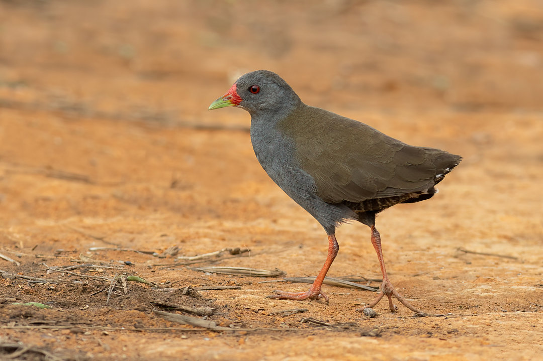Foto turu-turu (Neocrex erythrops) Por Luiz Fernando Matos | Wiki Aves ...