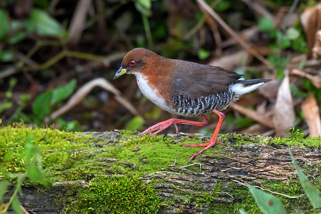 Foto sanã-vermelha (Laterallus leucopyrrhus) Por Rudimar Cipriani ...