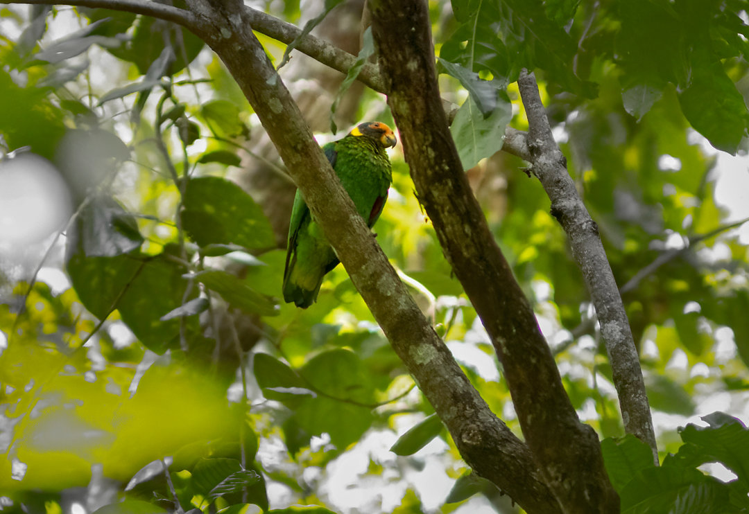 Foto curica-urubu (Pyrilia vulturina) Por Marcia Tavares | Wiki Aves ...