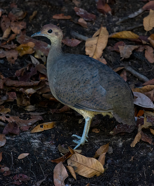 Foto inhambu-serra (Tinamus major) Por Susana Coppede | Wiki Aves - A ...
