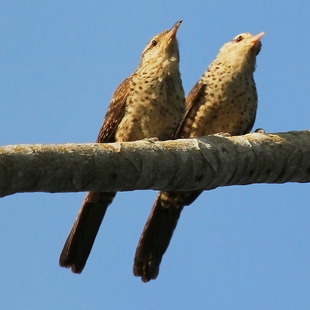 catatau (Campylorhynchus turdinus) | WikiAves - A Enciclopédia das Aves ...