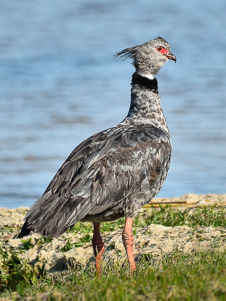 tachã (Chauna torquata) | WikiAves - A Enciclopédia das Aves do Brasil