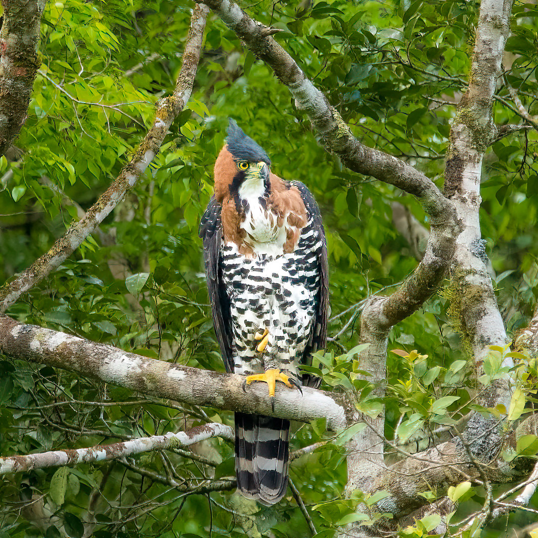 Foto gavião-de-penacho (Spizaetus ornatus) Por Wilson Vieira Pr | Wiki Aves - A Enciclopédia das ...