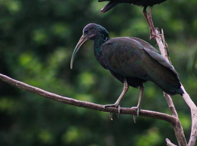 Foto coró-coró (Mesembrinibis cayennensis) Por Enéas G. Junior | Wiki ...