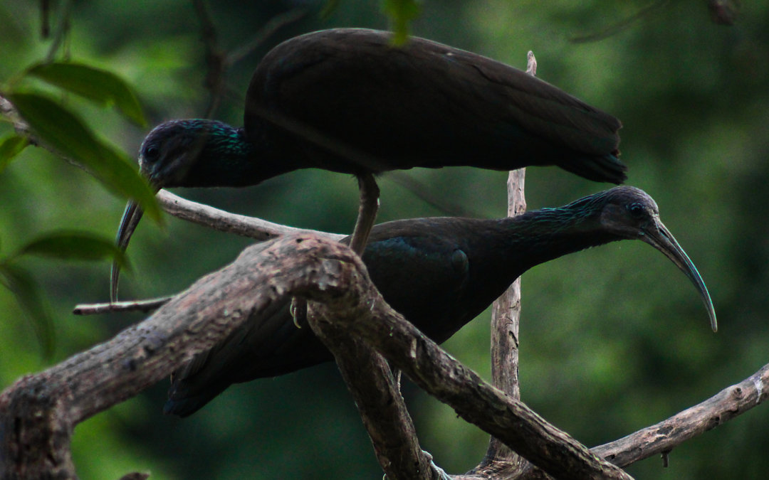 Foto coró-coró (Mesembrinibis cayennensis) Por Enéas G. Junior | Wiki ...