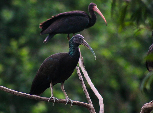 Foto coró-coró (Mesembrinibis cayennensis) Por Enéas G. Junior | Wiki ...