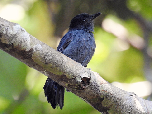 choca-do-acre (Thamnophilus divisorius) | WikiAves - A Enciclopédia das ...