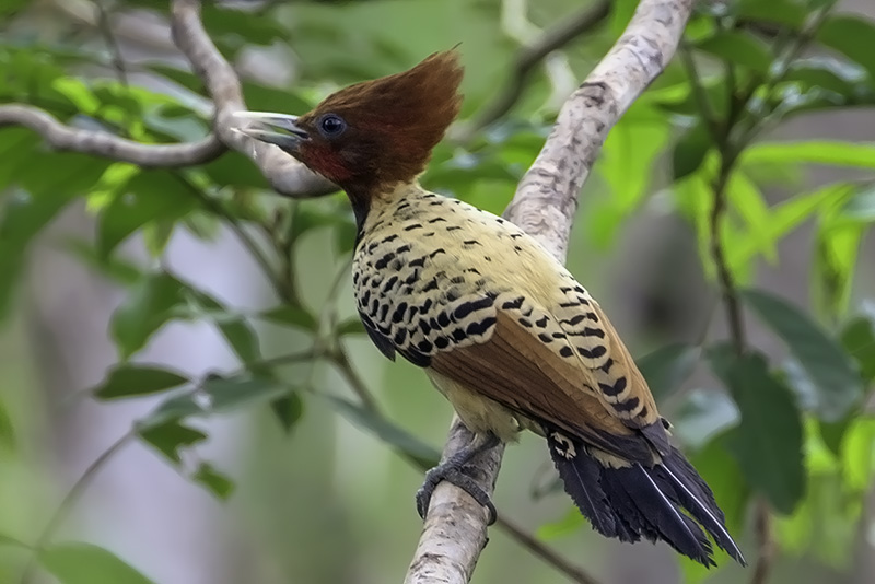 Foto pica-pau-da-taboca (Celeus obrieni) Por Marco Guedes | Wiki Aves ...