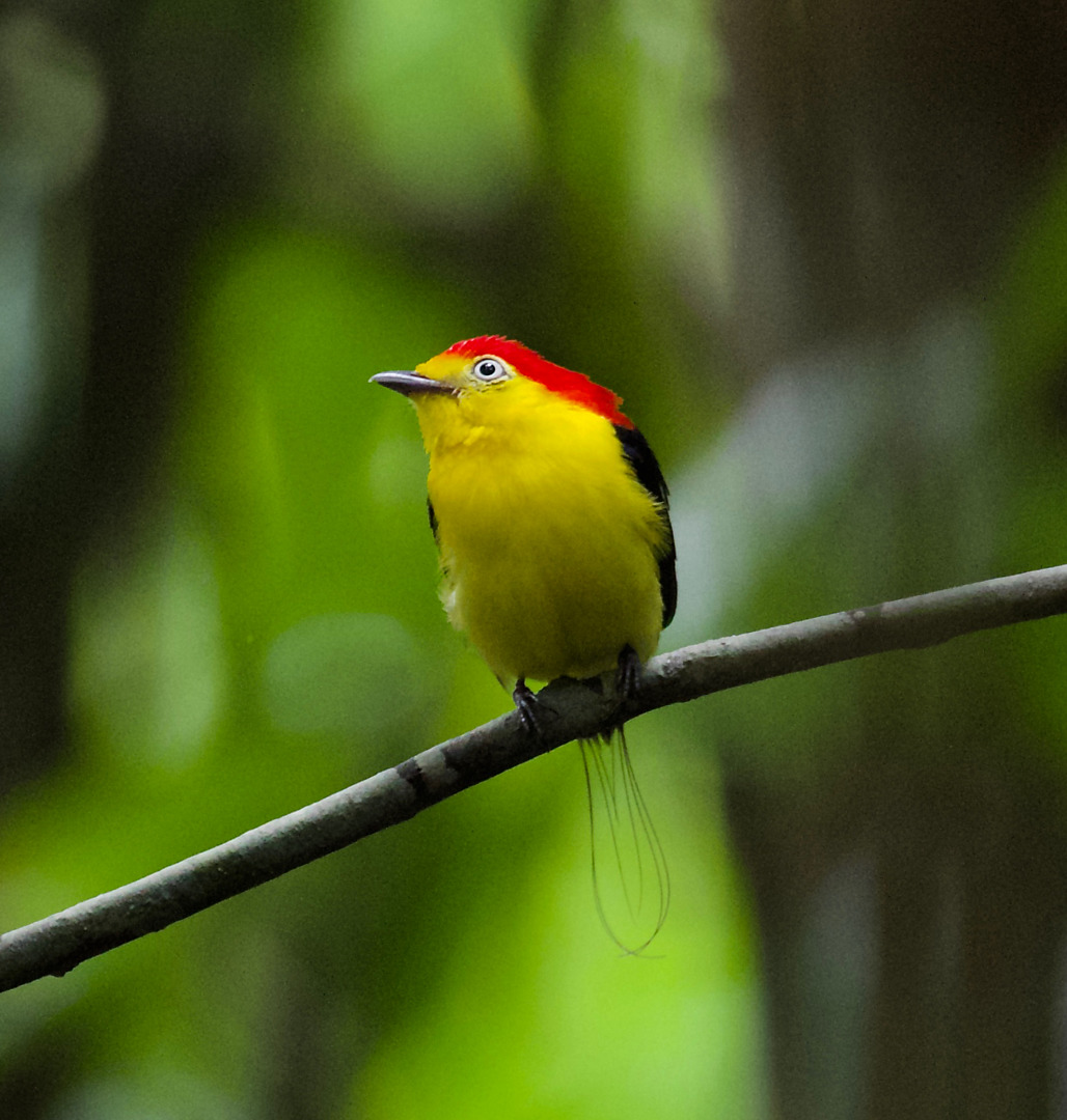 Foto rabo-de-arame (Pipra filicauda) Por Valmir Cordasso | Wiki Aves ...