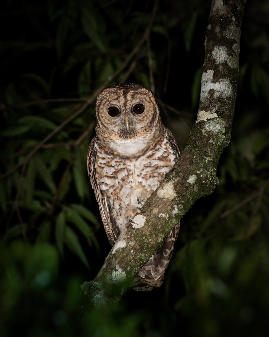 Foto coruja-listrada (Strix hylophila) Por Marcelo Figueiroa | Wiki ...