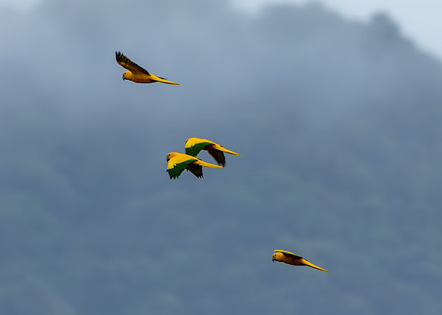 Foto ararajuba (Guaruba guarouba) Por Clarisse Odebrecht | Wiki Aves ...