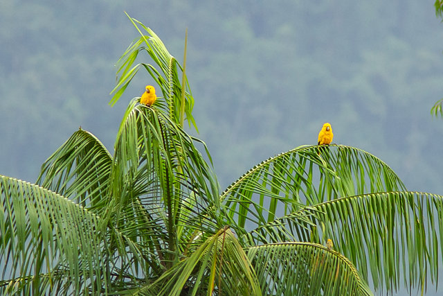Foto ararajuba (Guaruba guarouba) Por Sandro Cardoso | Wiki Aves - A ...
