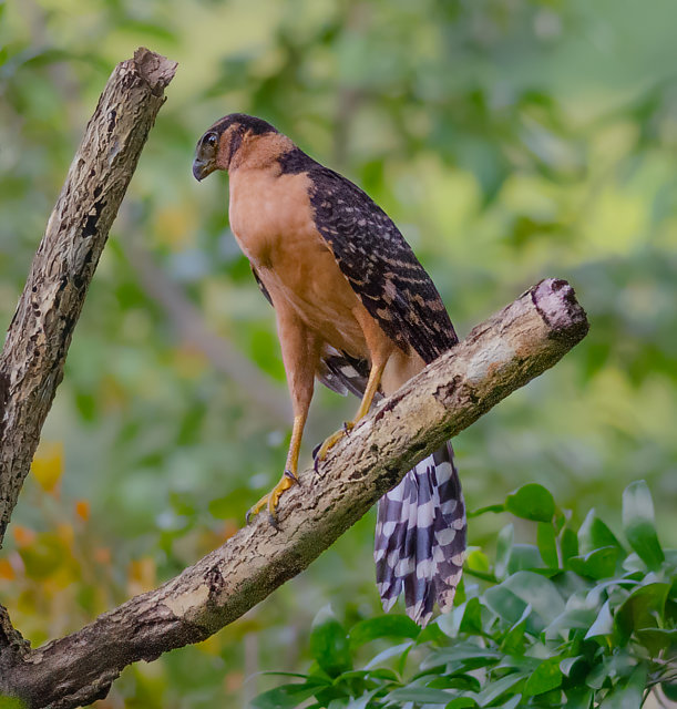 Foto falcão-relógio (Micrastur semitorquatus) Por Lindemberg Caranha ...