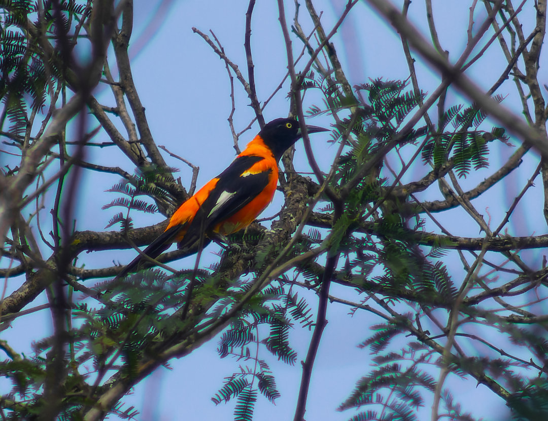 Foto corrupião (Icterus jamacaii) Por Enéas G. Junior | Wiki Aves - A ...