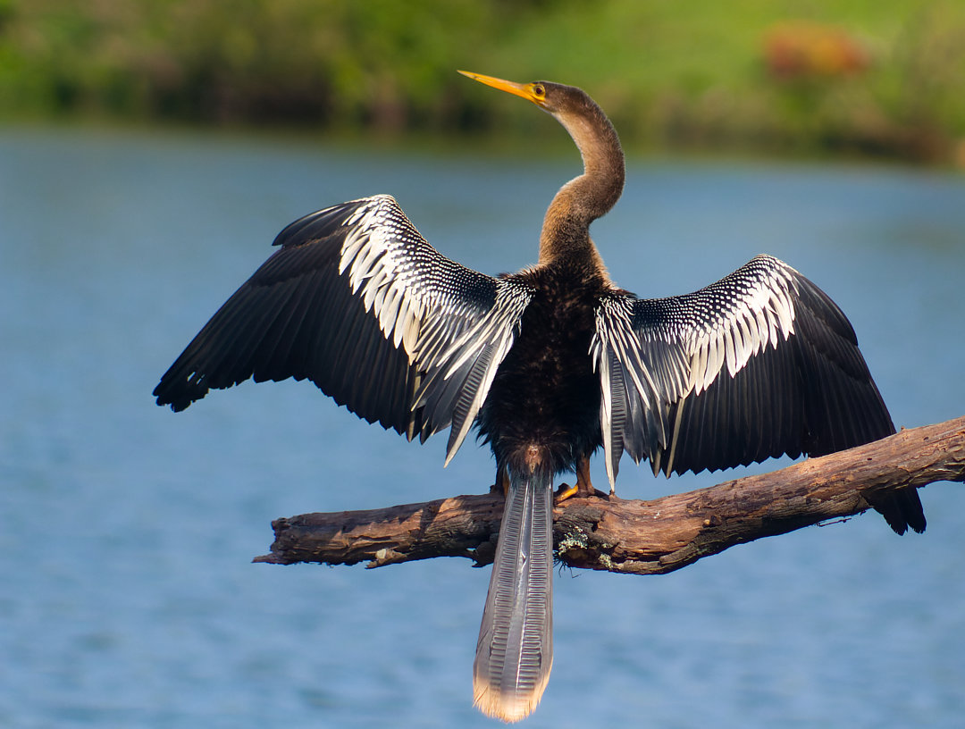 Foto biguatinga (Anhinga anhinga) Por Enéas G. Junior | Wiki Aves - A Enciclopédia das Aves do ...