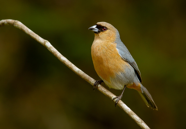 Foto bico-de-veludo (Schistochlamys ruficapillus) Por Vitor Barbosa ...