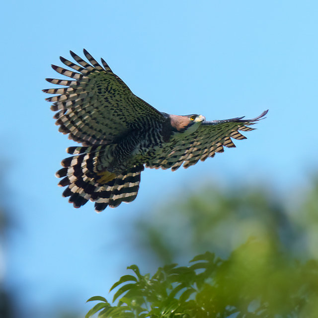 Foto gavião-de-penacho (Spizaetus ornatus) Por Daniel Hinckley | Wiki ...