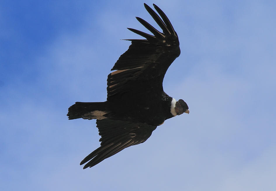 Foto condor-dos-andes (Vultur gryphus) Por Fábio Olmos | Wiki Aves - A ...