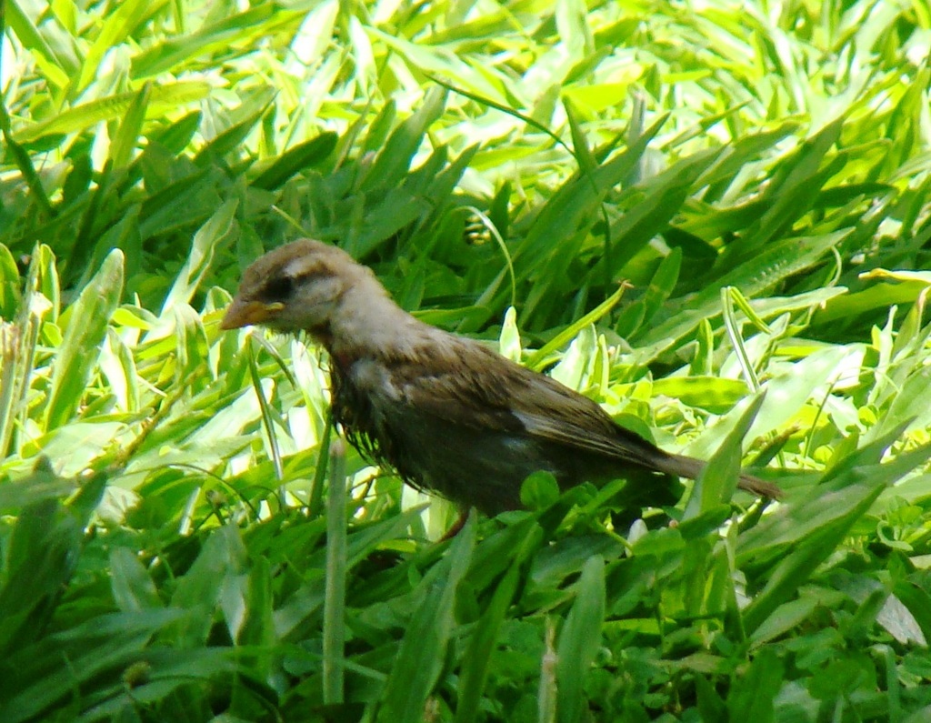 Foto pardal (Passer domesticus) Por Glória Gugelmin | Wiki Aves - A ...