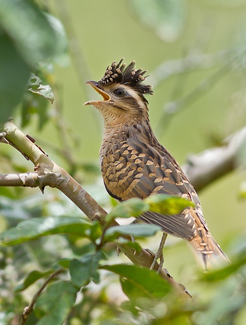 Taperinae | WikiAves - A Enciclopédia das Aves do Brasil