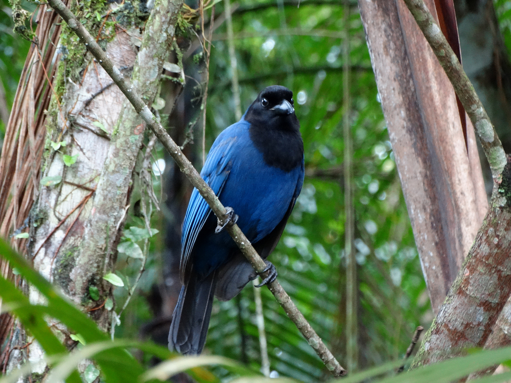 Foto gralha-azul (Cyanocorax caeruleus) Por Fábio Justus | Wiki Aves ...