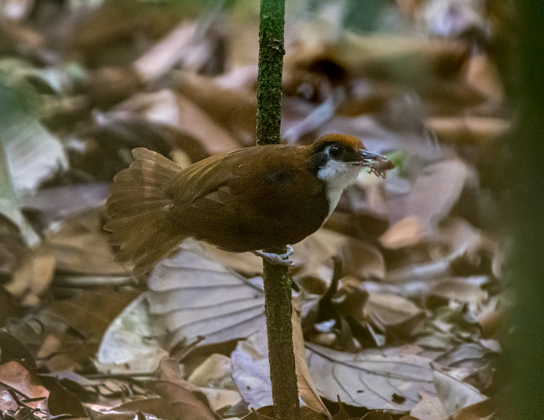 Foto mãe-de-taoca-bochechuda (Gymnopithys leucaspis) Por Roseanne ...