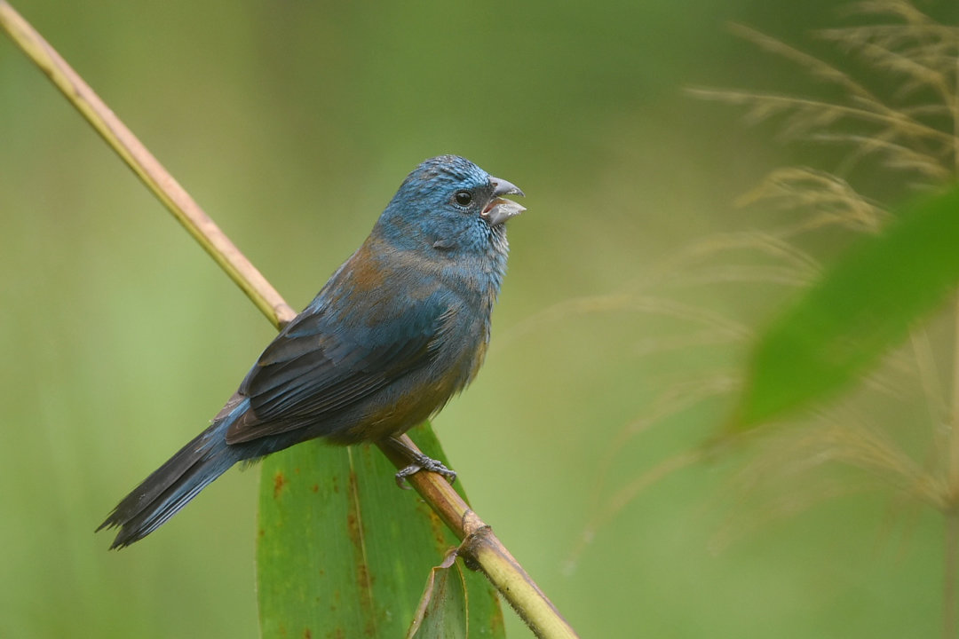 Foto azulinho (Cyanoloxia glaucocaerulea) Por carlos Roberto Duco ...