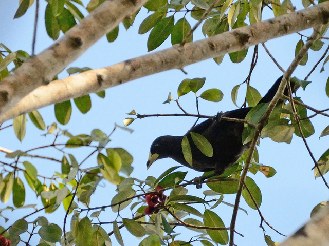 Foto guaxe (Cacicus haemorrhous) Por Celi Aurora | Wiki Aves - A ...