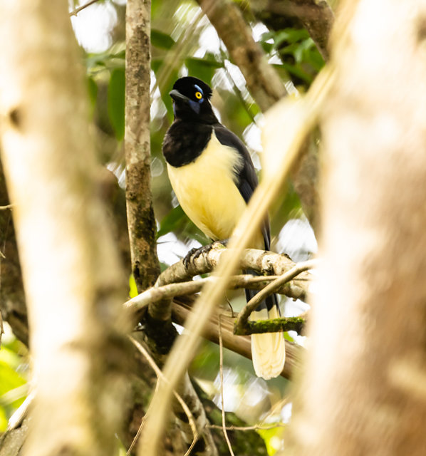 Foto gralha-picaça (Cyanocorax chrysops) Por Cornélio Morais | Wiki ...