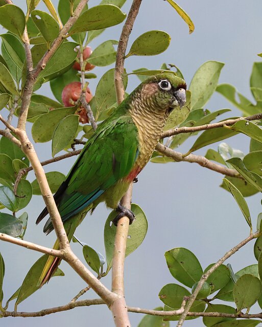 Foto tiriba-de-testa-vermelha (Pyrrhura frontalis) Por Zigmar Riedtmann ...