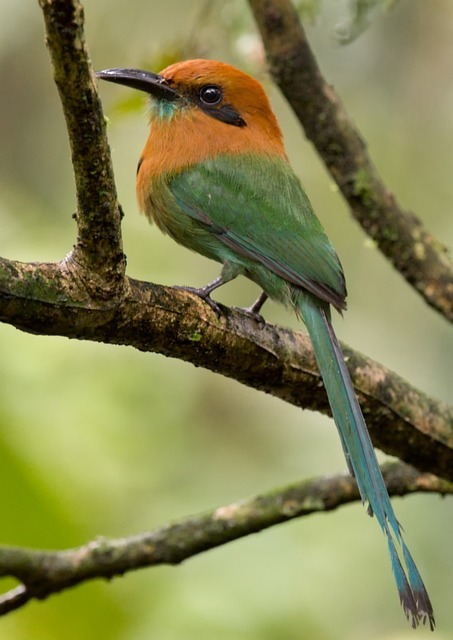 udu-de-bico-largo (Electron platyrhynchum) | WikiAves - A Enciclopédia ...