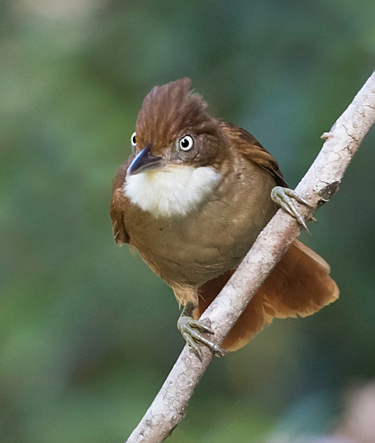 Foto barranqueiro-do-nordeste (Automolus lammi) Por Ronaldo L. Oliveira ...
